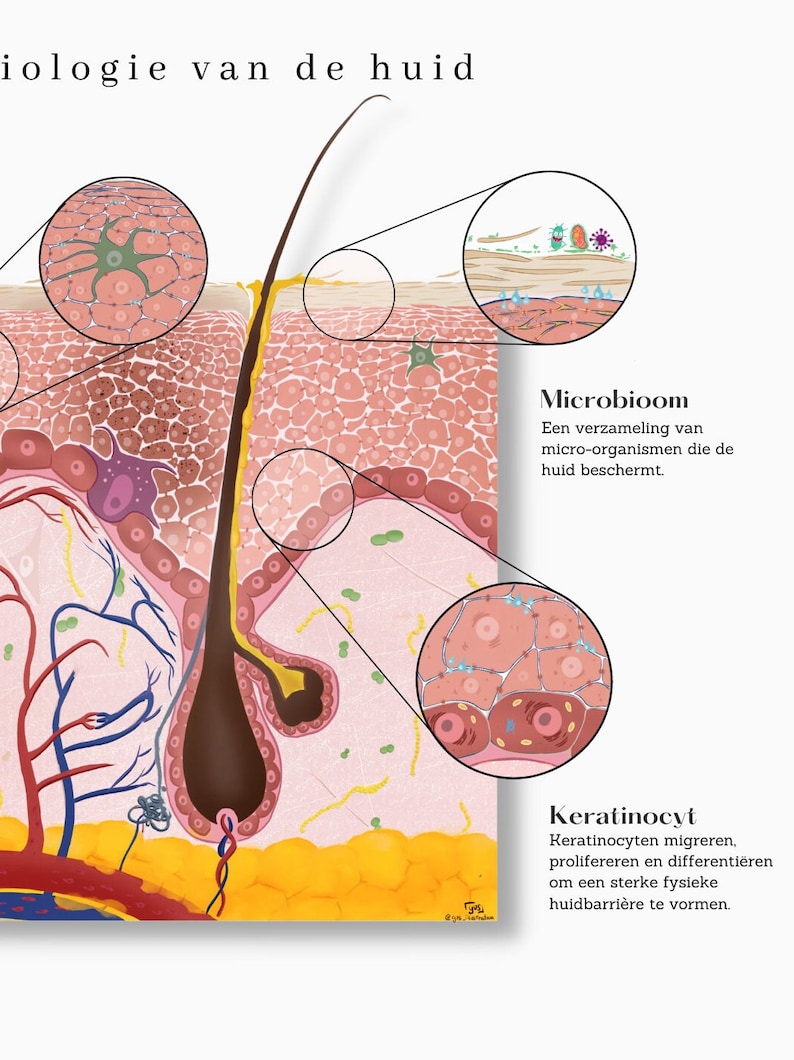 Huid Anatomie, Skin Anatomy, Skin Graphic, Anatomy Poster, Skin ...