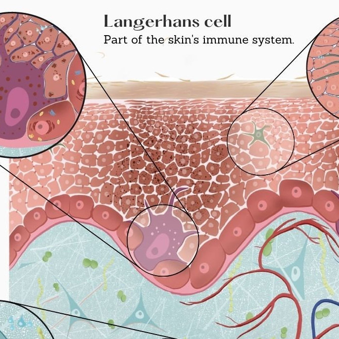 Huid Anatomie, Skin Anatomy, Skin Graphic, Anatomy Poster, Skin ...