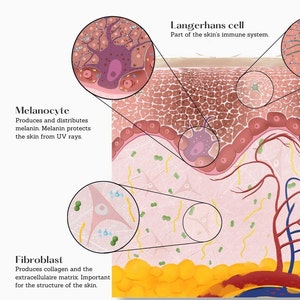 Huid Anatomie, Skin Anatomy, Skin Graphic, Anatomy Poster, Skin ...
