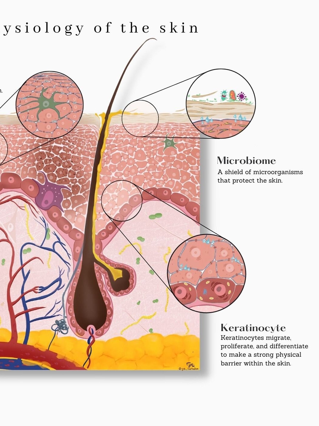Huid Anatomie, Skin Anatomy, Skin Graphic, Anatomy Poster, Skin ...