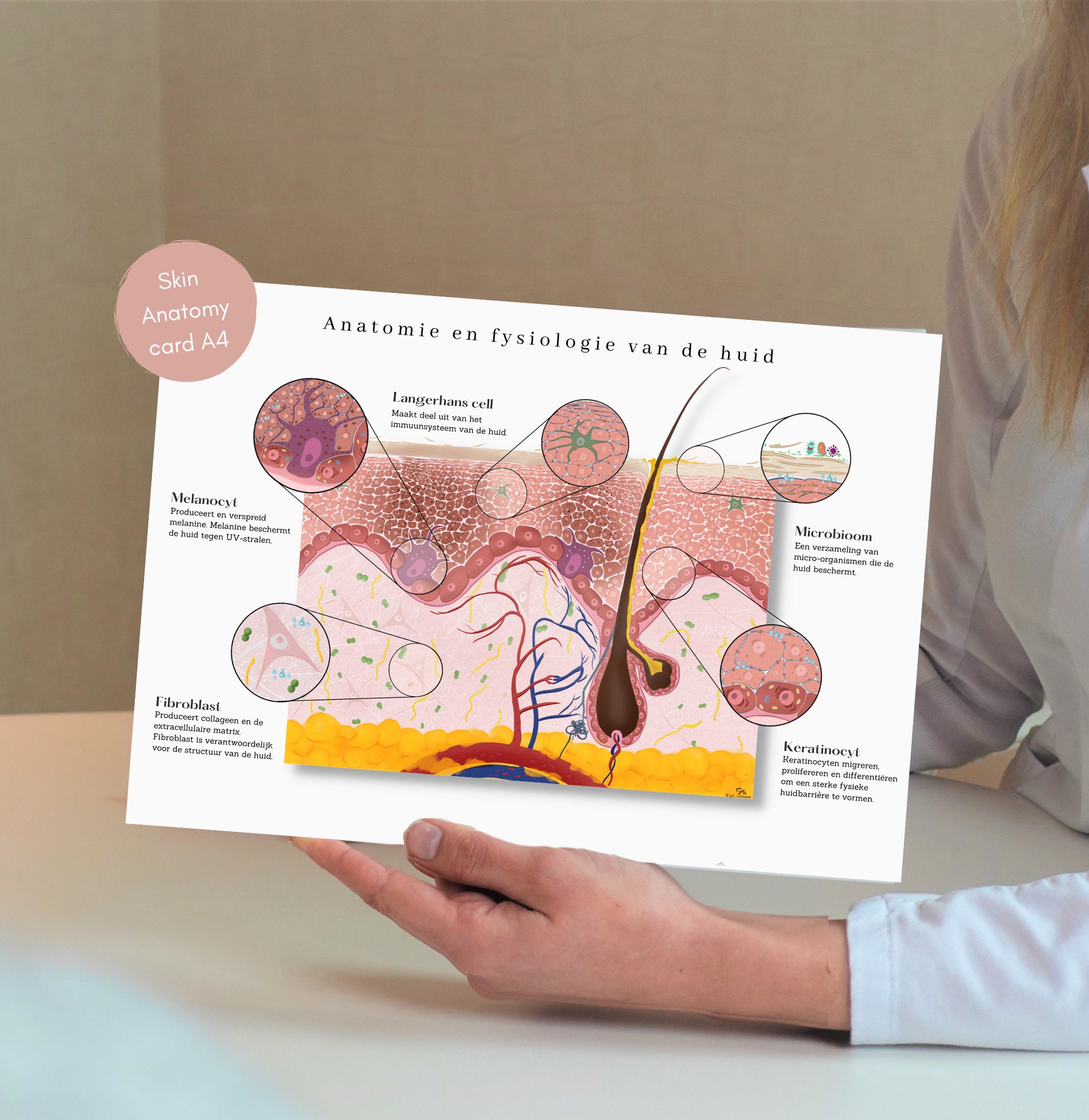 Huid Anatomie, Skin Anatomy, Skin Graphic, Anatomy Poster, Skin ...