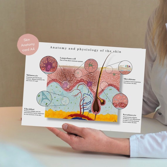 Huid Anatomie Skin Anatomy Skin Graphic Anatomy Poster - Etsy UK