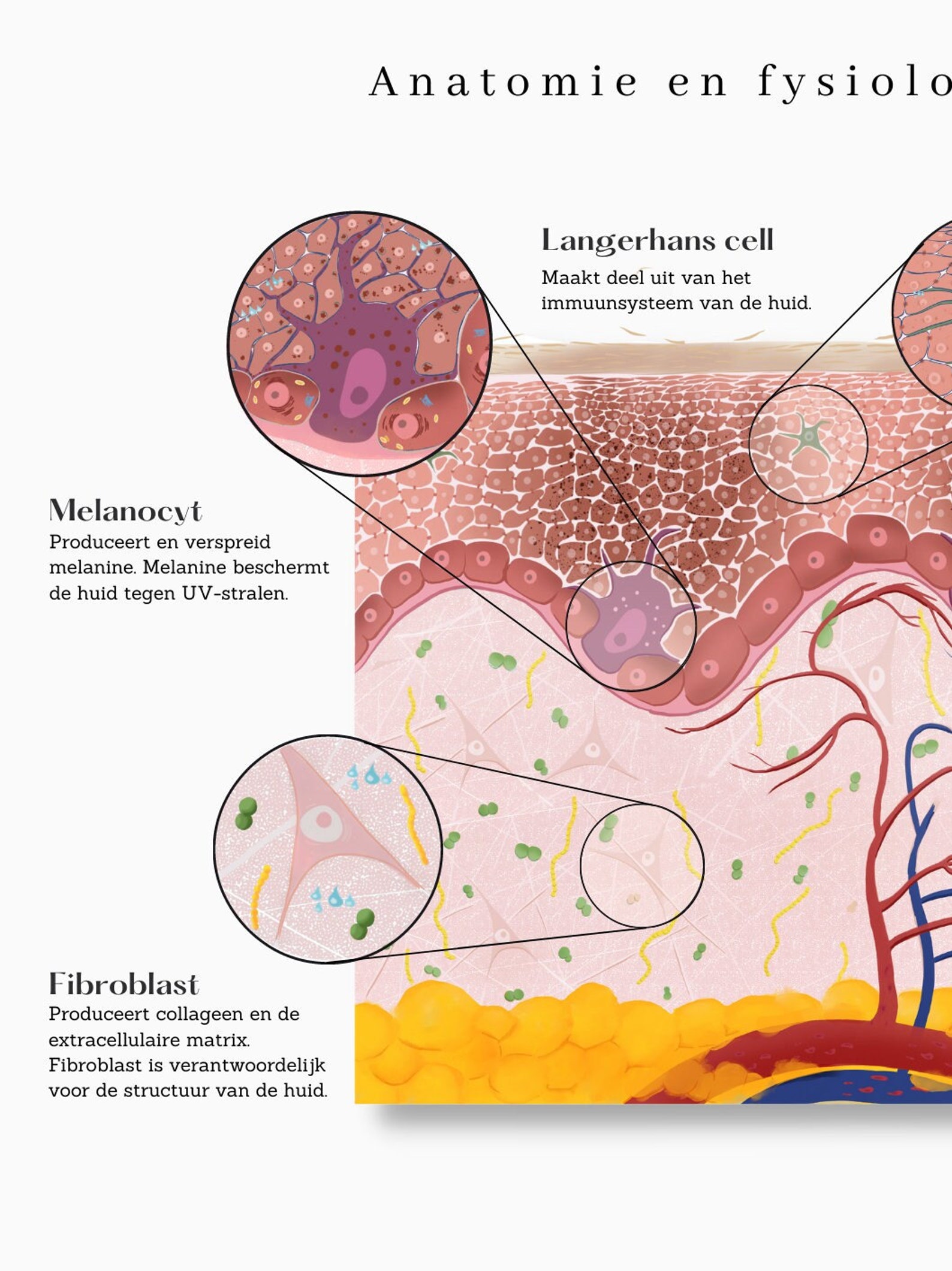 Huid Anatomie, Skin Anatomy, Skin Graphic, Anatomy Poster, Skin ...