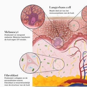 Huid Anatomie, Skin Anatomy, Skin Graphic, Anatomy Poster, Skin ...
