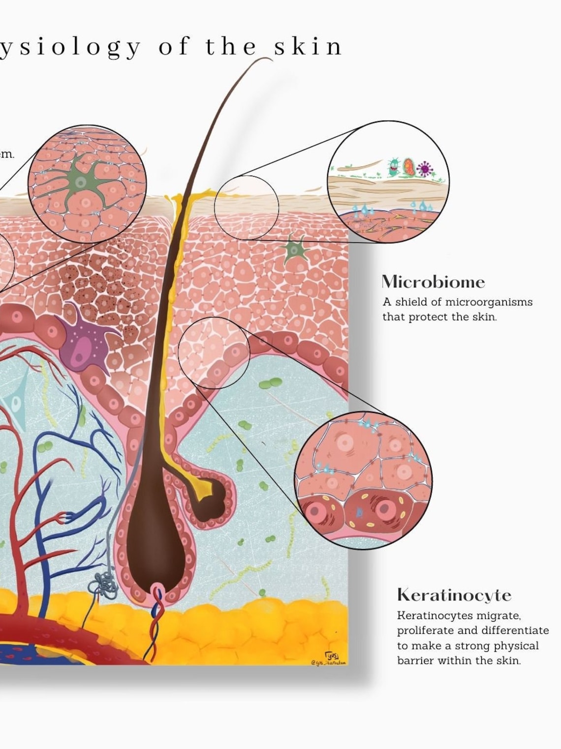Huid Anatomie, Skin Anatomy, Skin Graphic, Anatomy Poster, Skin ...