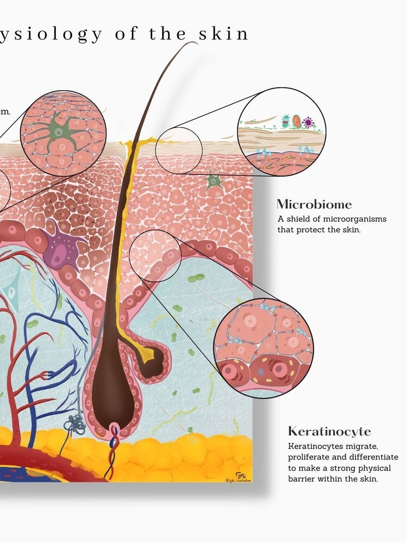 Huid Anatomie, Skin Anatomy, Skin Graphic, Anatomy Poster, Skin ...