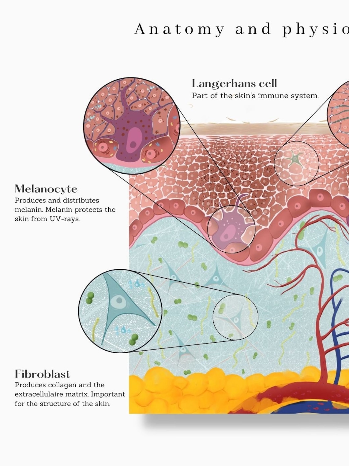 Huid Anatomie, Skin Anatomy, Skin Graphic, Anatomy Poster, Skin ...