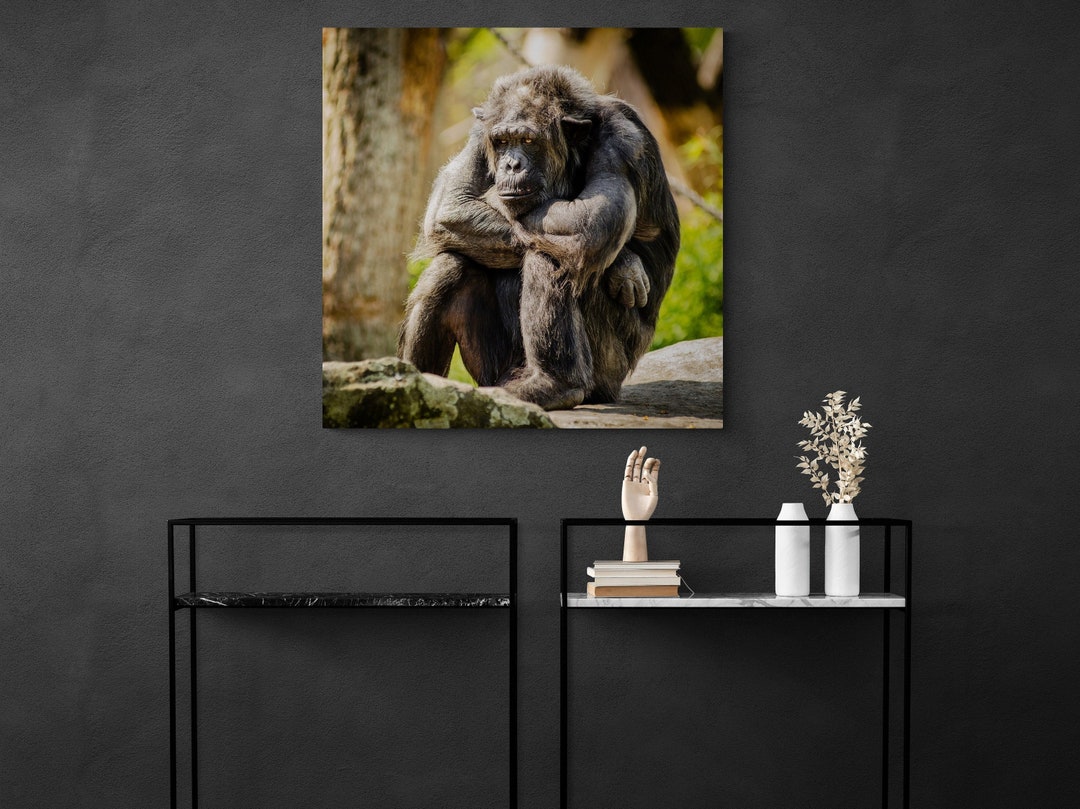 Bored Chimpanzee Canvas, Chimpanzee Wall Art, Animal Wall Art, Absurd ...
