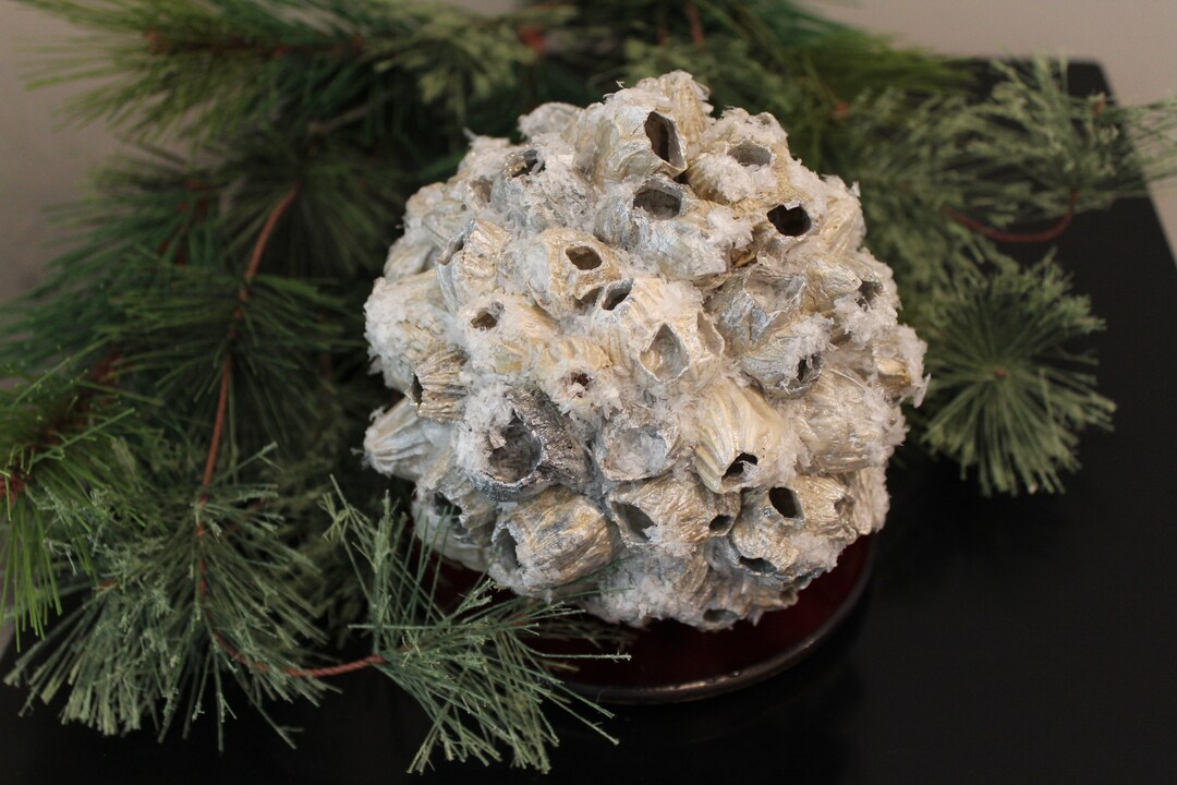 Nautical Decor, 100% Real Barnacle, Handmade - Etsy