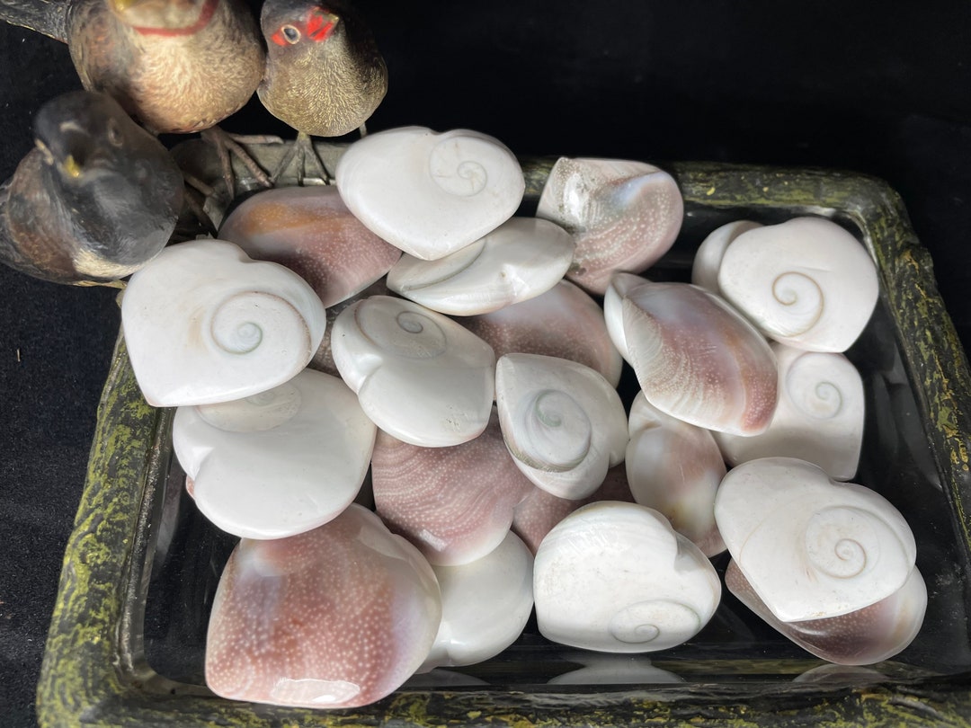 Shiva Carved Heart Shells - Etsy