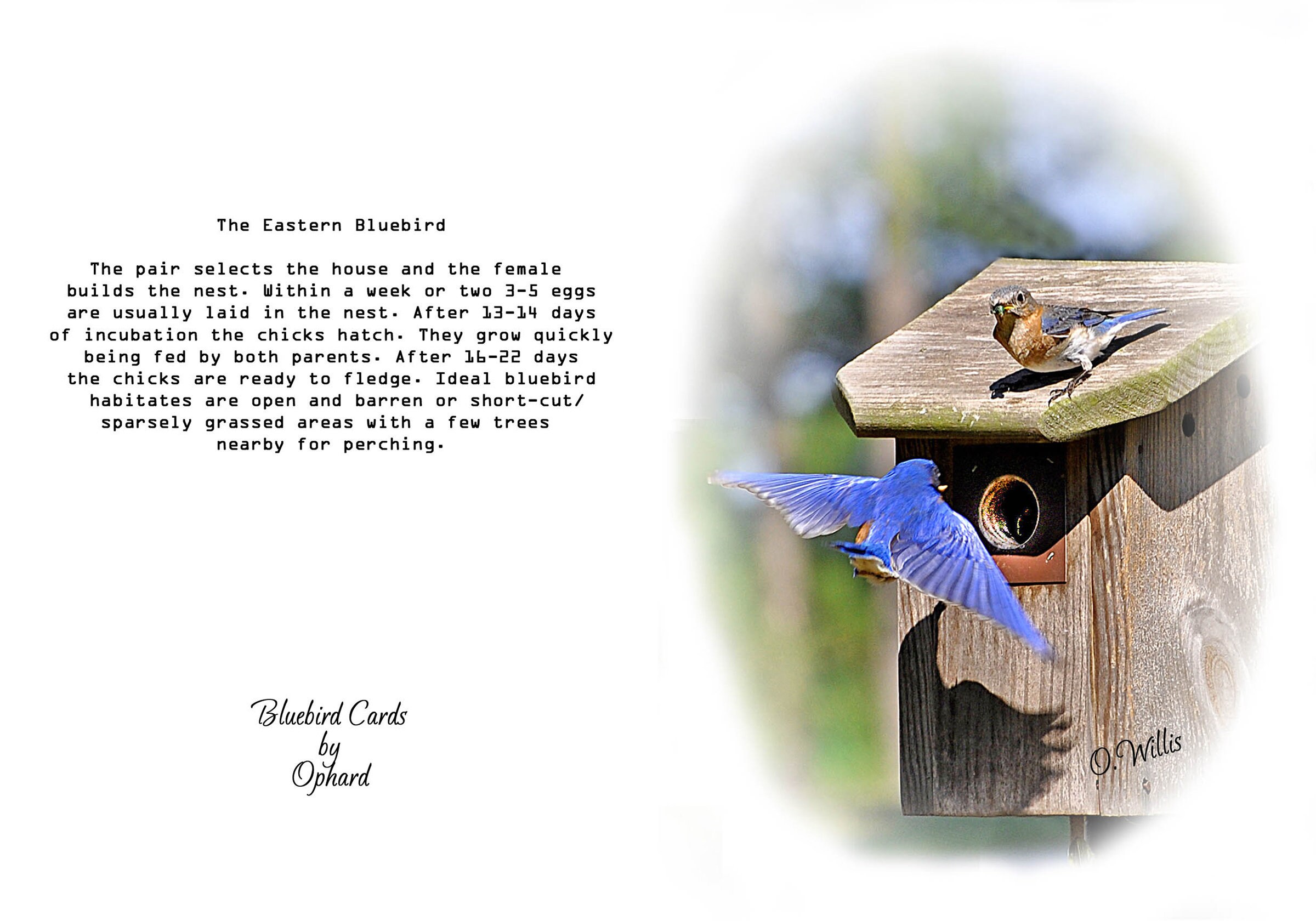 Bluebird Greeting Cards, Digital Download, Print Your Own Cards - Etsy