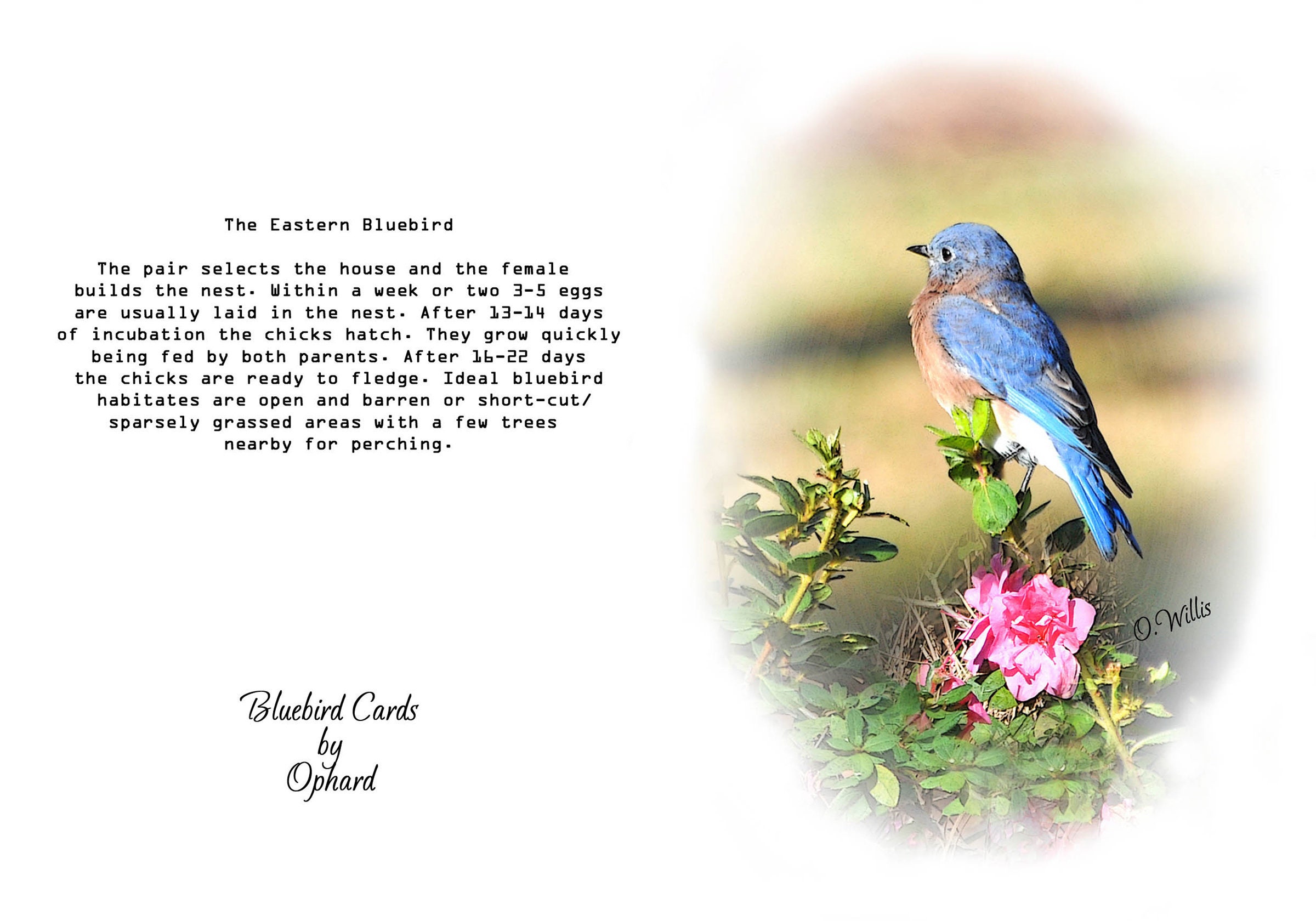 Bluebird Greeting Cards, Digital Download, Print Your Own Cards - Etsy