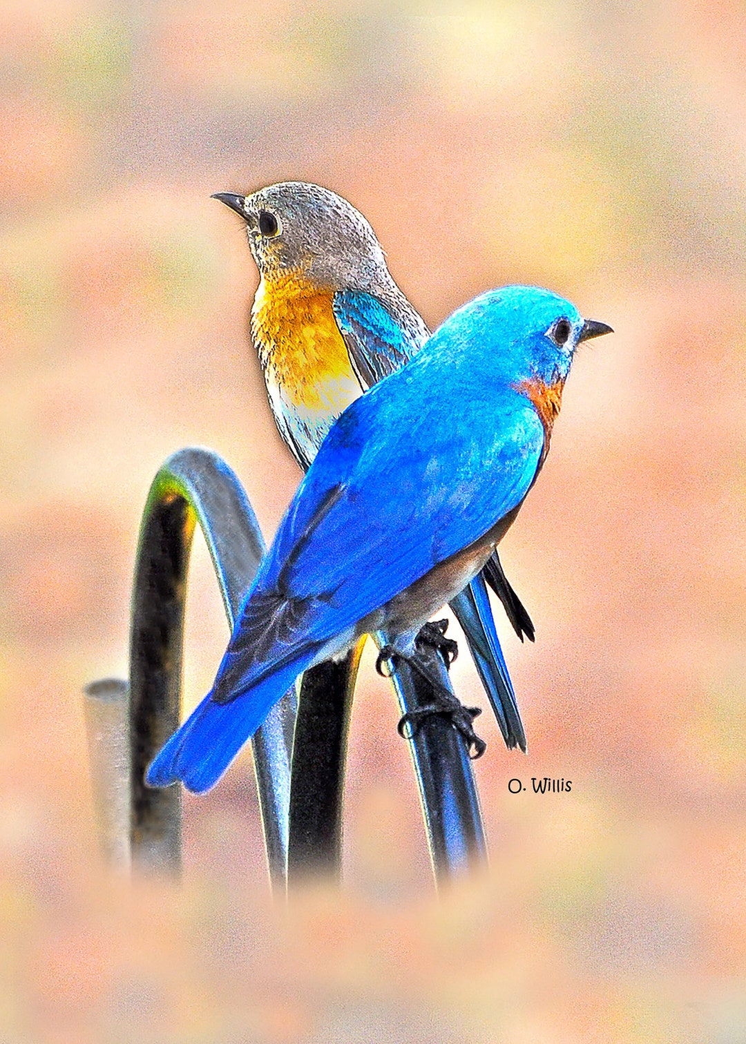 Bluebird Love Print, Digital Download, Bird Photography, Printable Wall ...