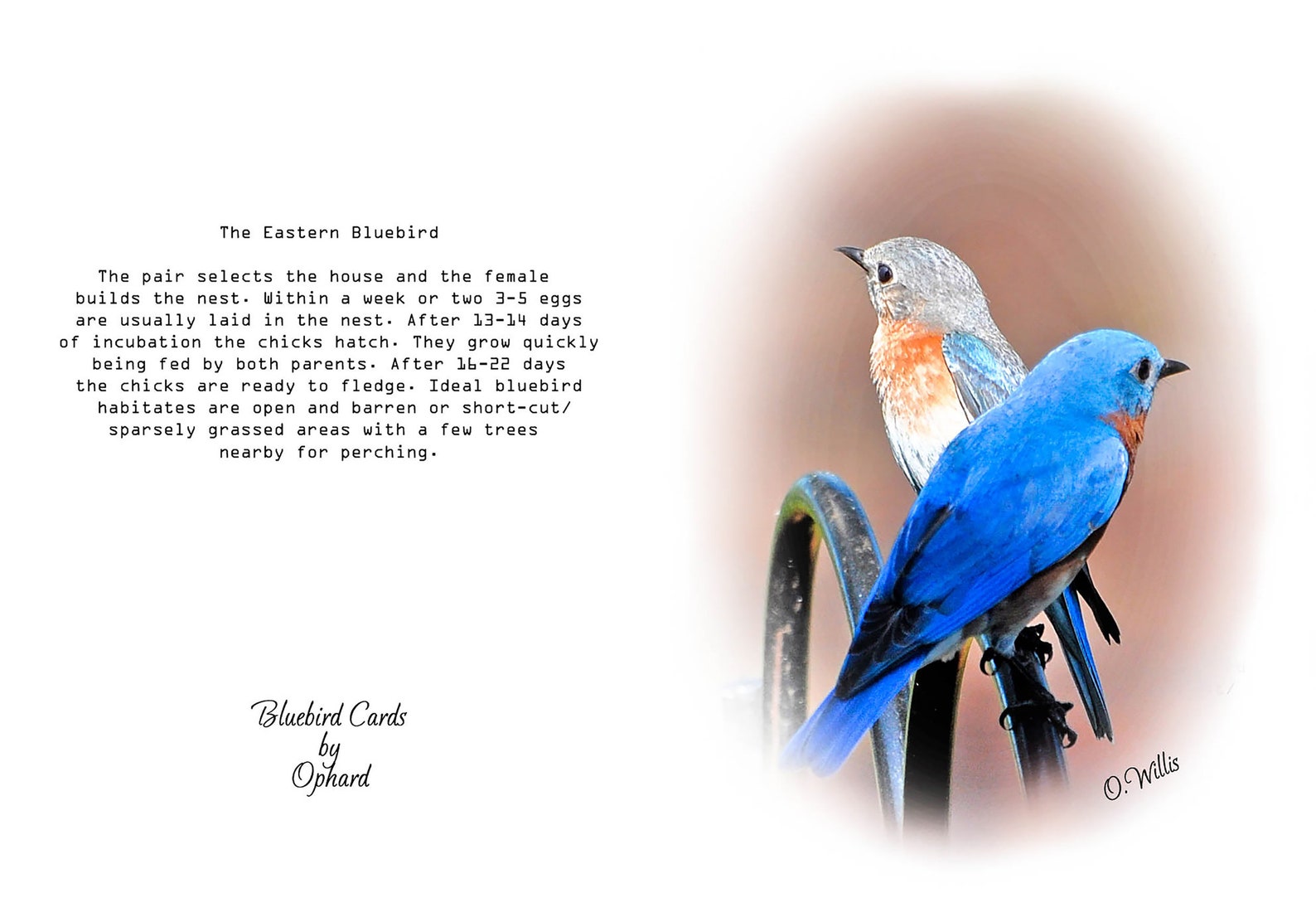 Bluebird Greeting Cards, Digital Download, Print Your Own Cards - Etsy