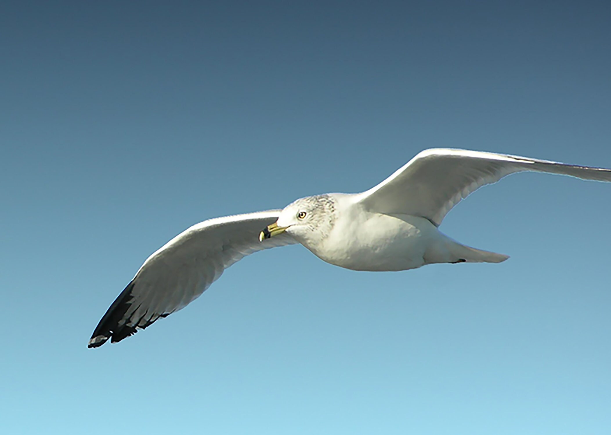 Seagull Print, Digital Download, Bird Photography, Printable Wall Art ...