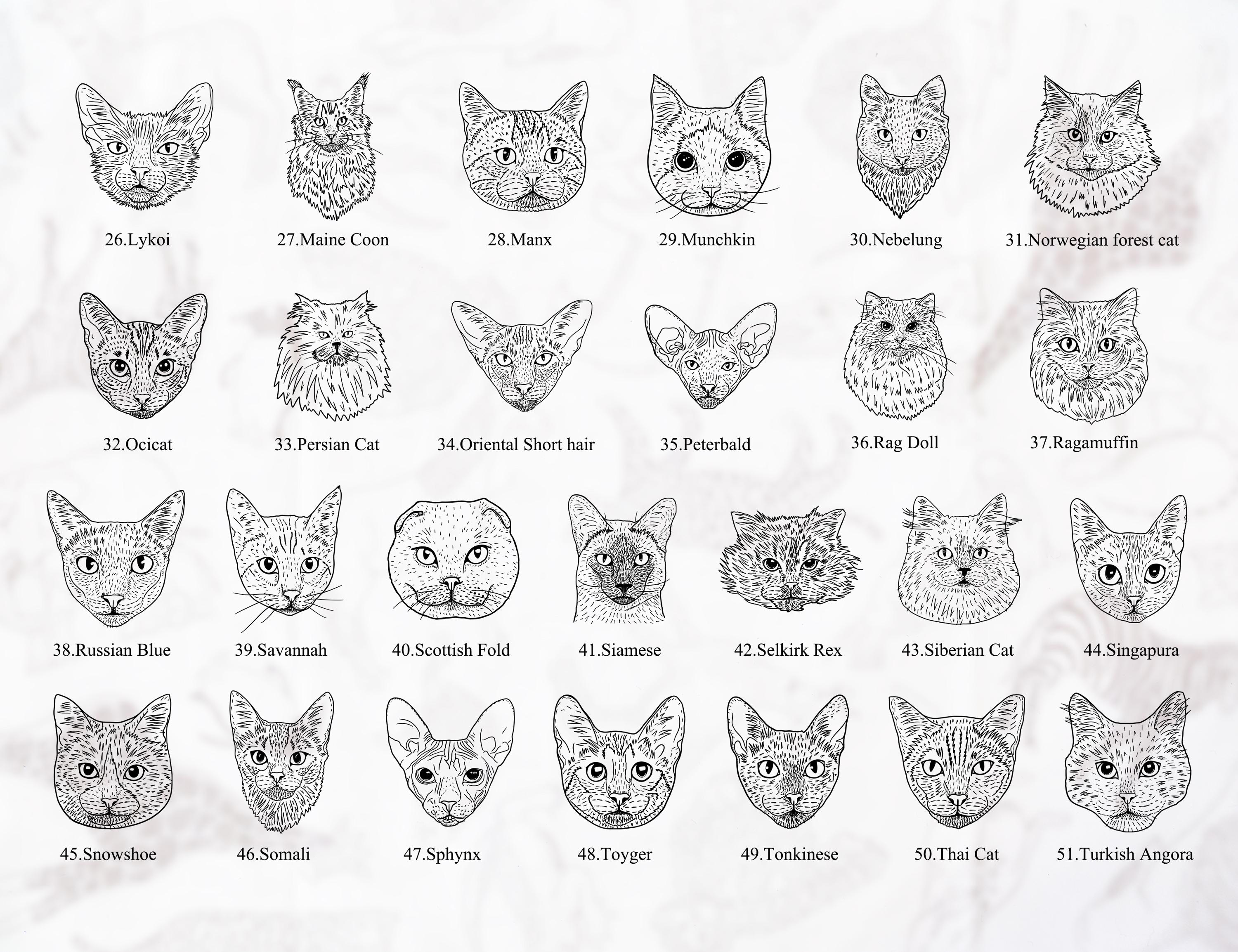 Cat Portrait Memory Box, Engraved Cat Hair Memorial Keepsake ...