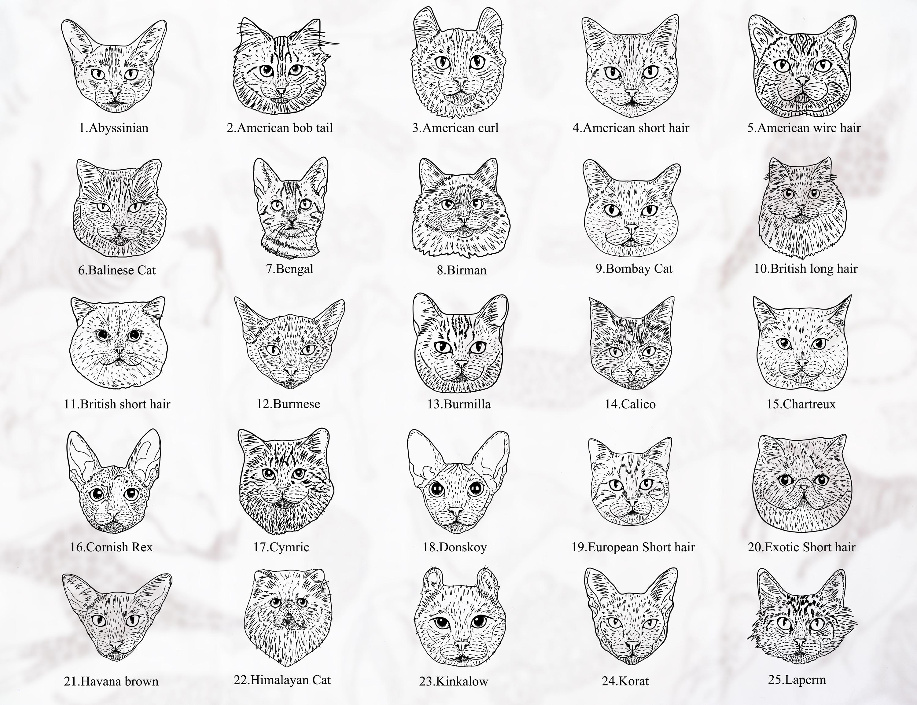 Cat Portrait Memory Box, Engraved Cat Hair Memorial Keepsake ...