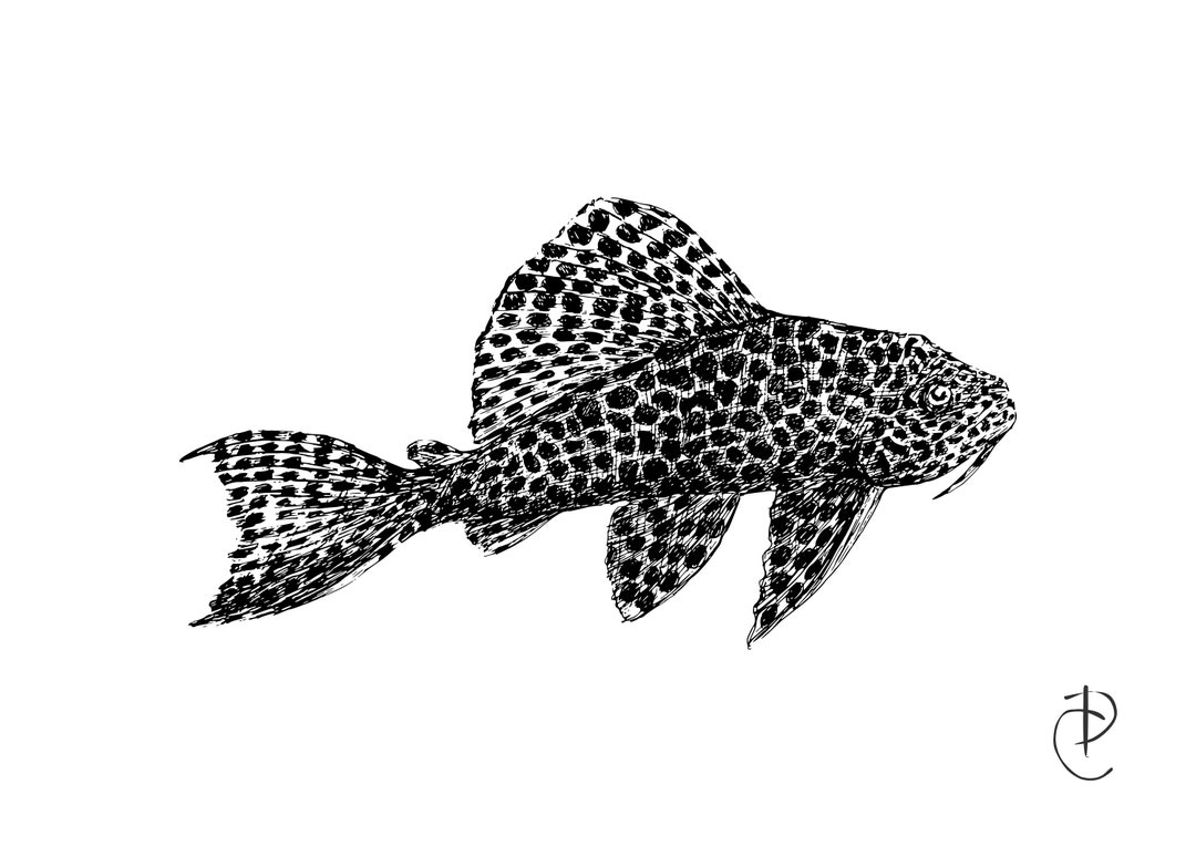 Pleco Catfish Vintage Hand Drawing Naturalistic Fine Art Illustration ...