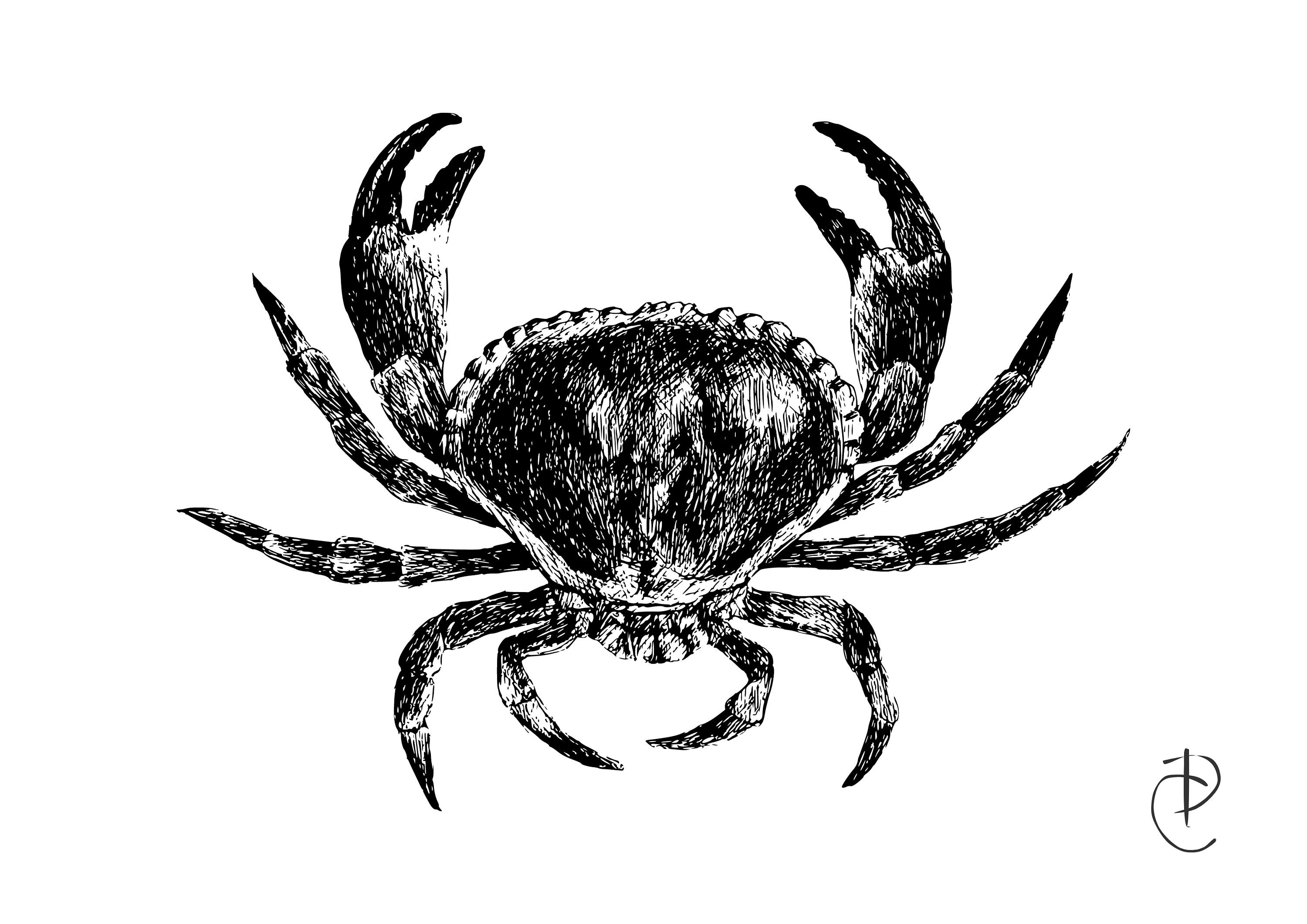 Crab Hand Drawing Black and White Fine Art Vintage Naturalistic ...