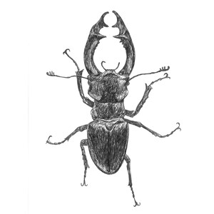 Beetle Hand Drawing Vintage Fine Art Illustration Printable File - Etsy