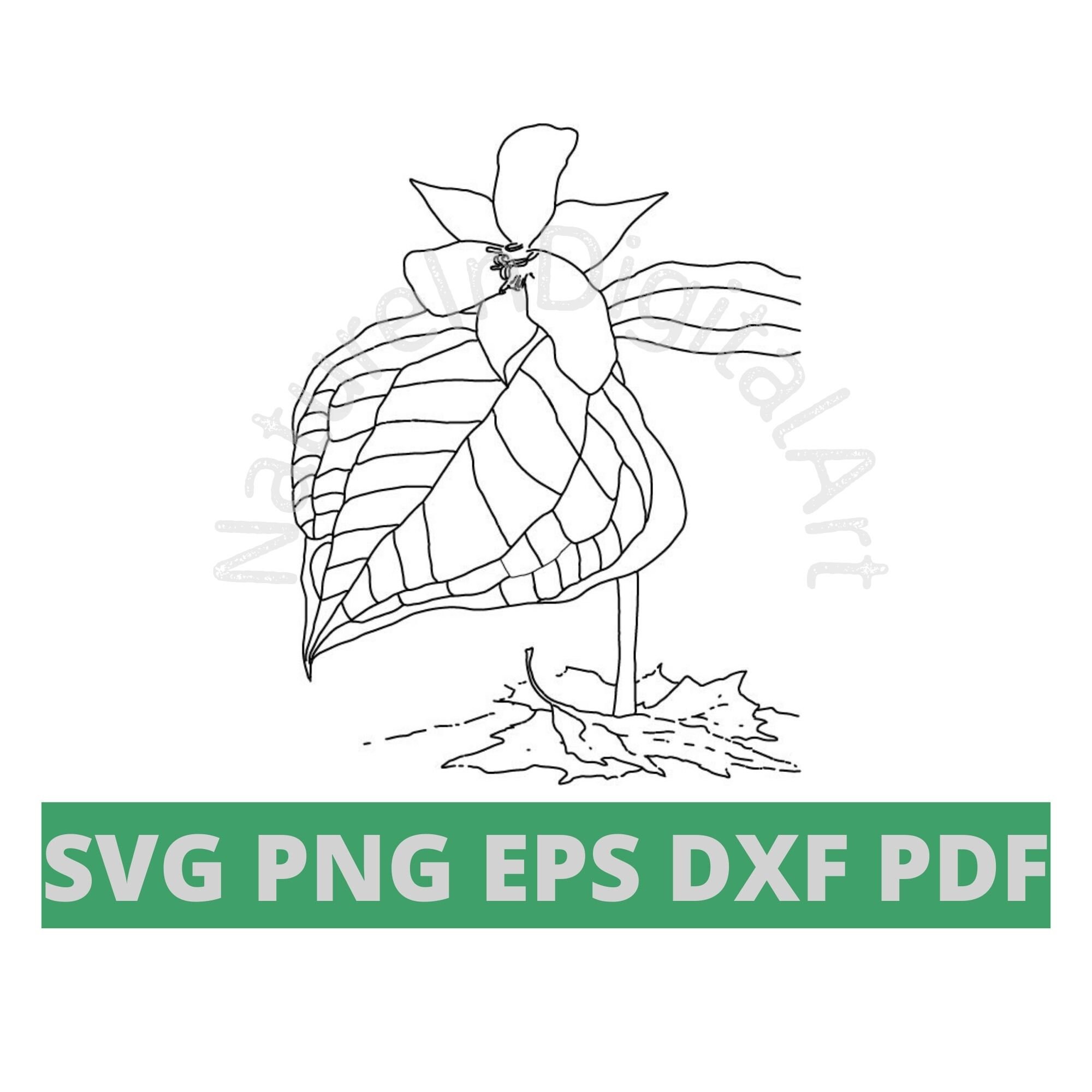 Drawing & Illustration Trillium Clipart Cut File Hand Drawn Wildflower ...
