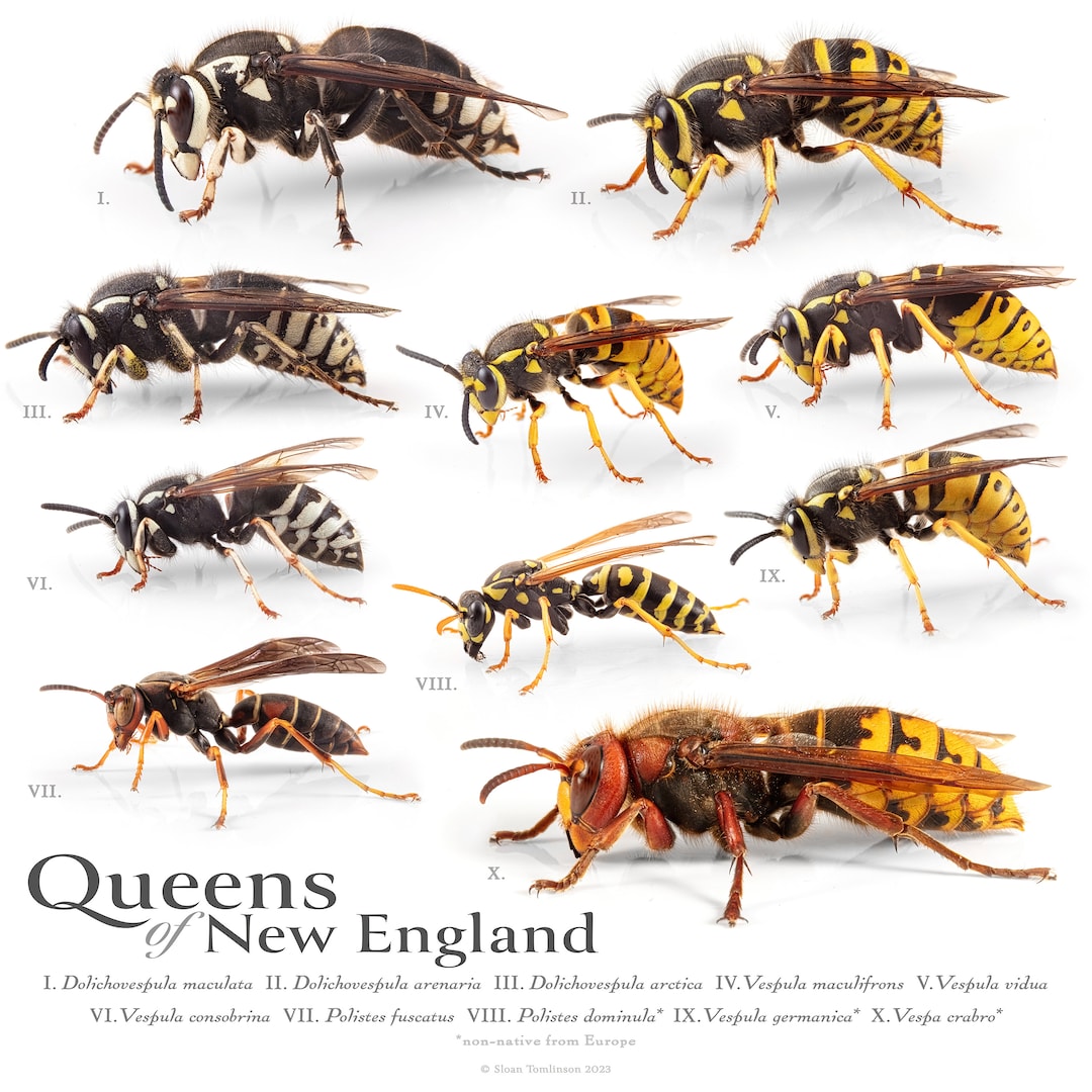 New England Queens - Poster - Etsy