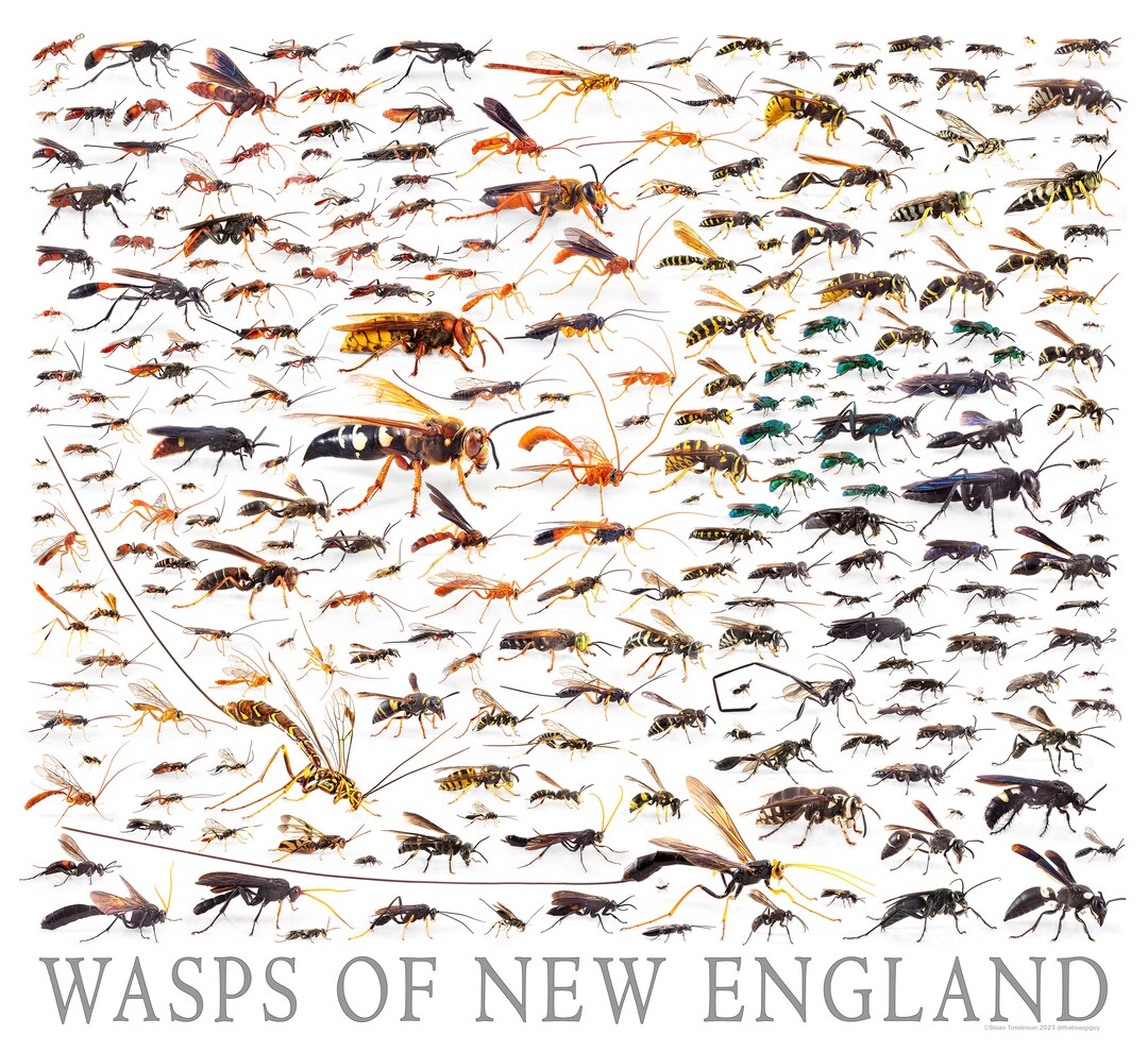 NEW ENGLAND WASPS - Poster (with Key) - Etsy