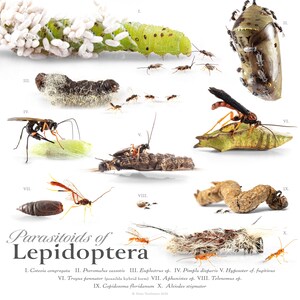 Parasitoid Pack - Poster 4 Pack - Etsy