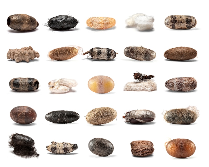 Ichneumonoid Cocoons - Archival Pigment Print - Etsy