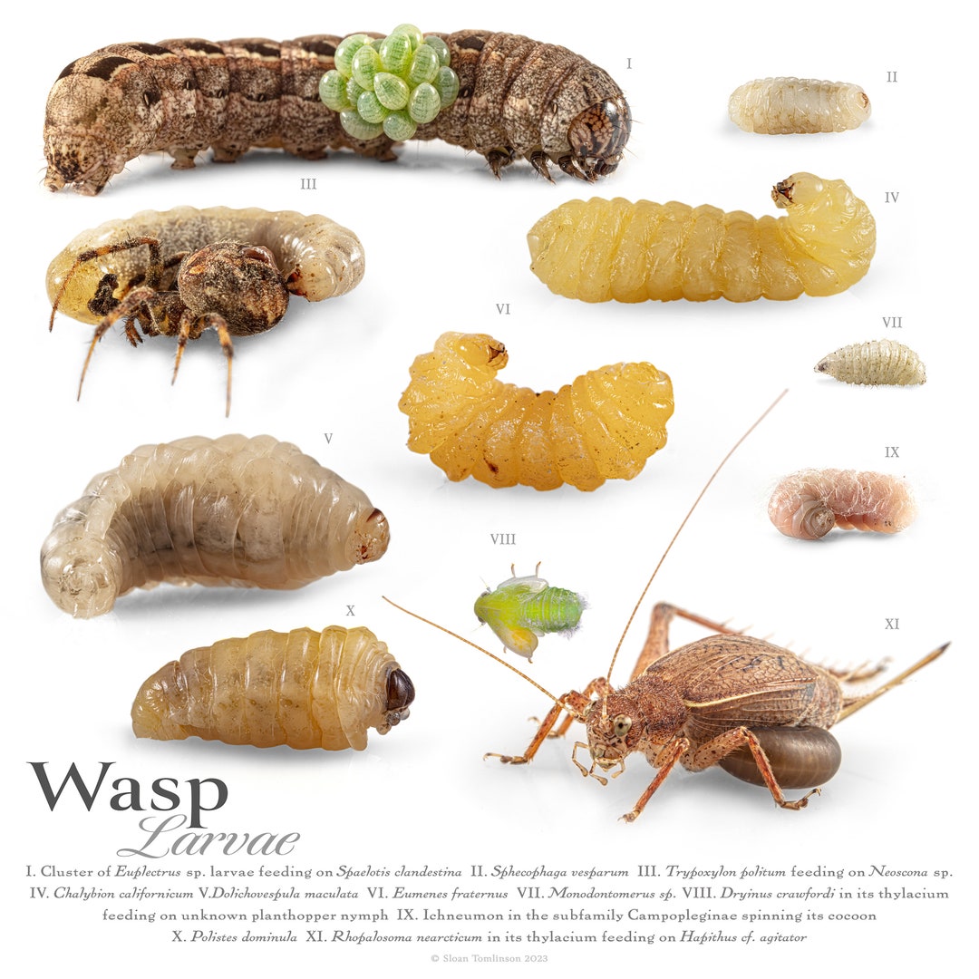 Larval Wasps - Poster - Etsy