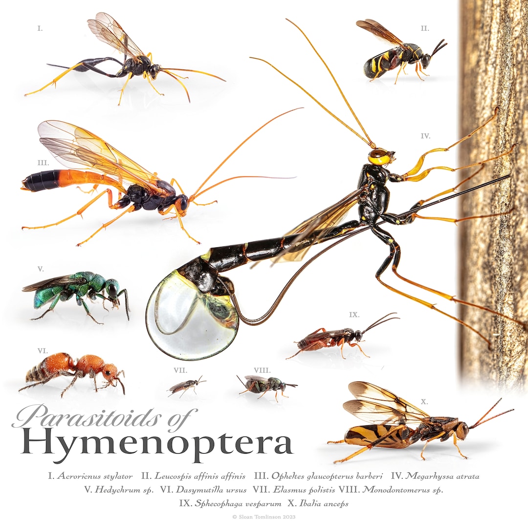 Parasitoides himenópteros póster - Etsy España