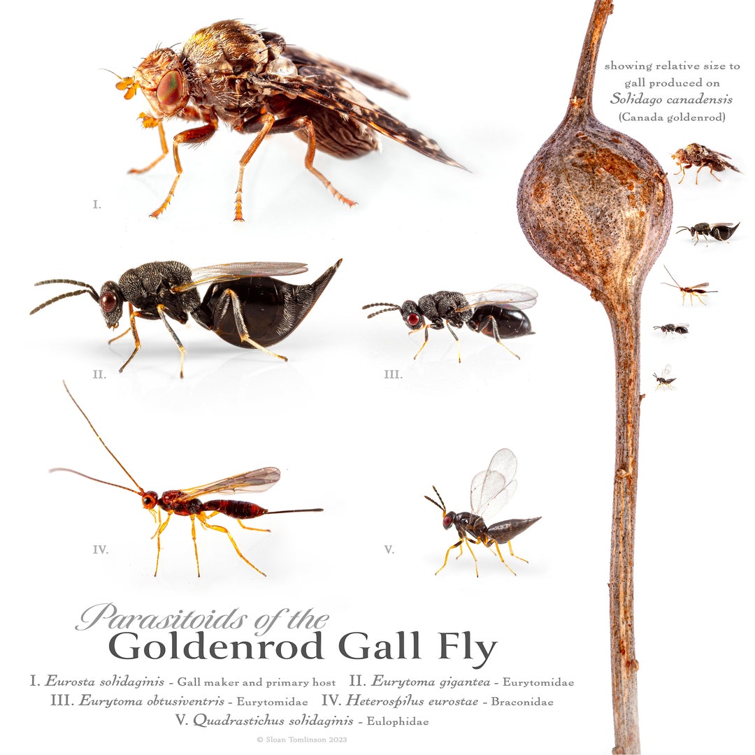 Goldenrod Gall Fly Parasitoids - Poster - Etsy