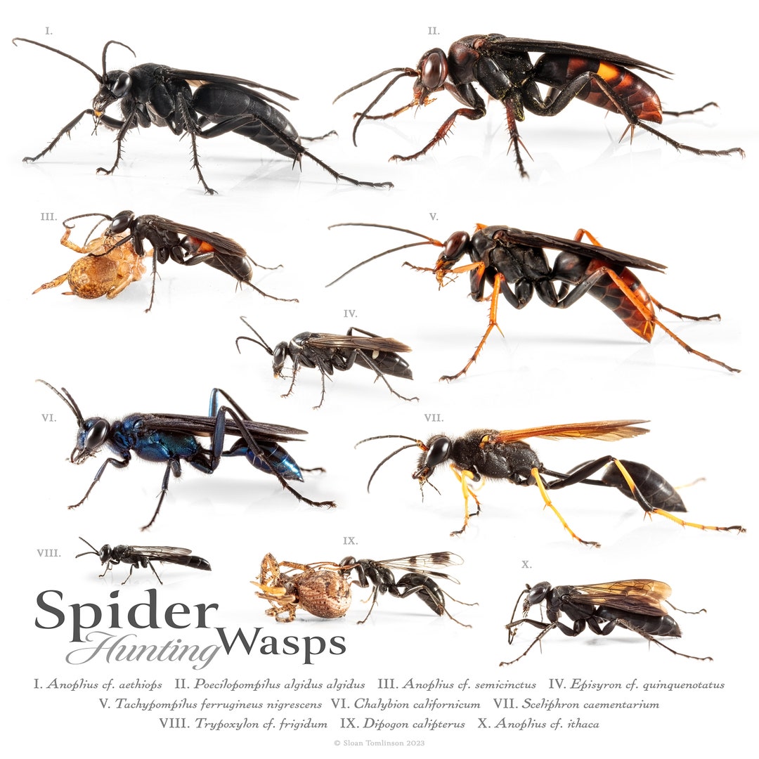 Spider Hunters - Poster - Etsy