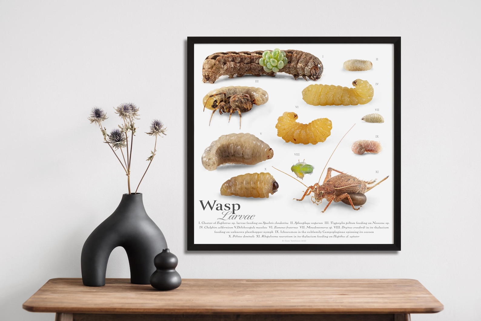 Larval Wasps - Poster - Etsy