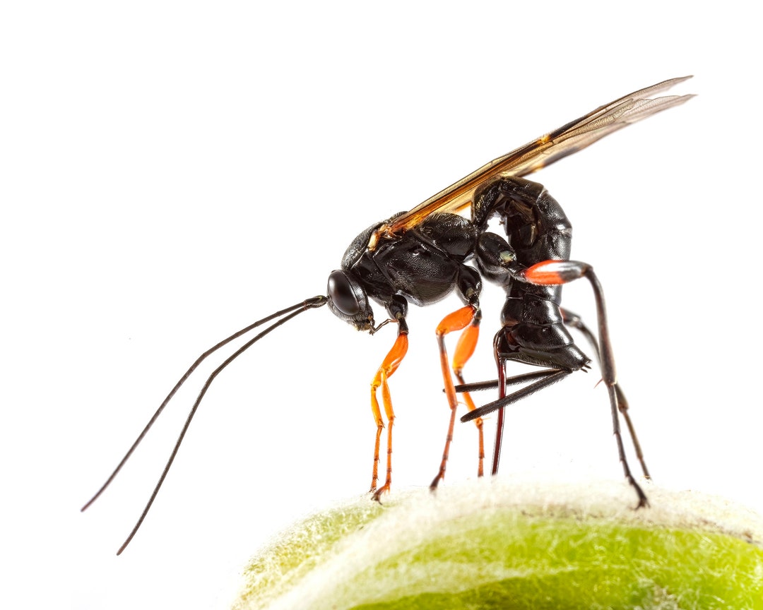 Pimpla Disparis Ovipositing - Archival Pigment Print - Etsy