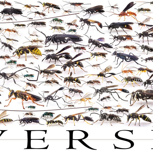 Diversity in Science Poster - Etsy