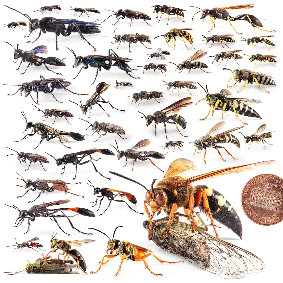 Apoid Wasps of New England - Poster - Etsy