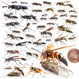 Apoid Wasps of New England - Poster - Etsy