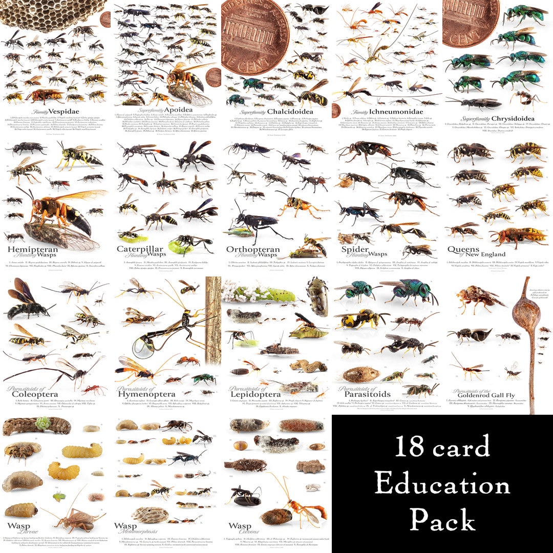 Wasp Education 18-pack 8x10s - Etsy