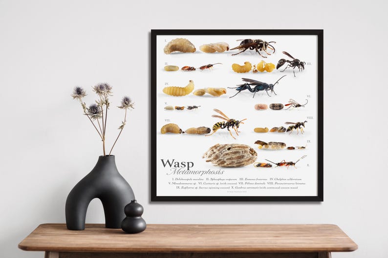 Wasp Metamorphosis - Poster - Etsy