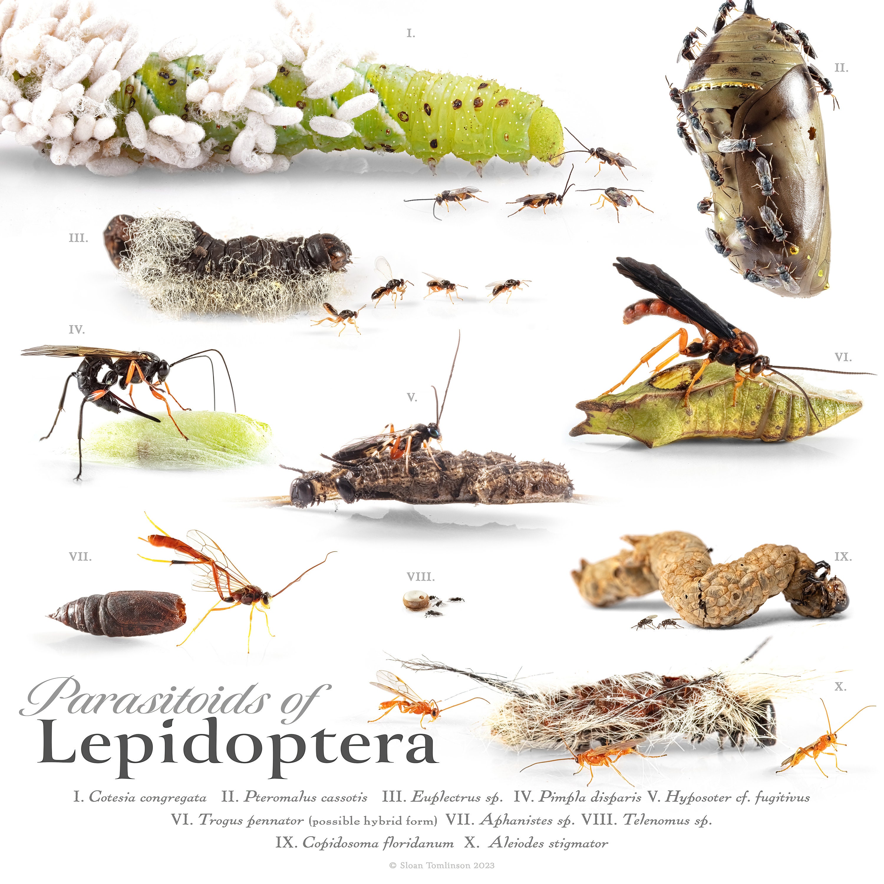 Lepidopteran Parasitoids - Poster - Etsy