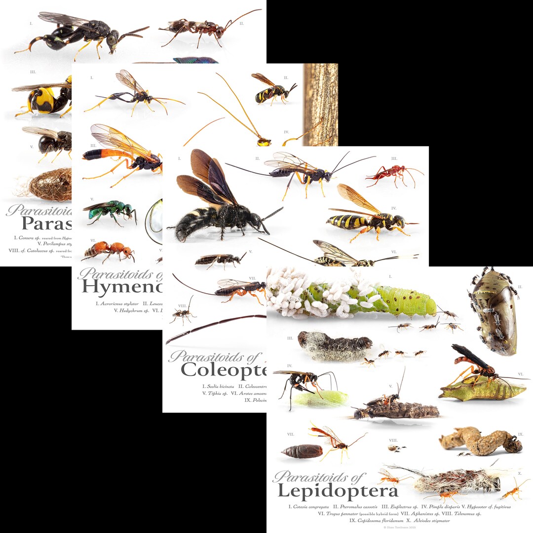 Parasitoid Pack - Poster 4 Pack - Etsy