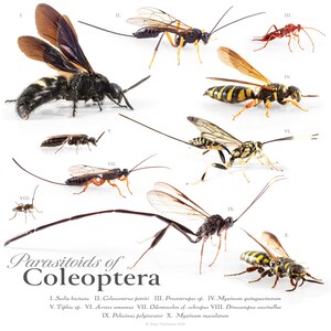 Parasitoid Pack - Poster 4 Pack - Etsy