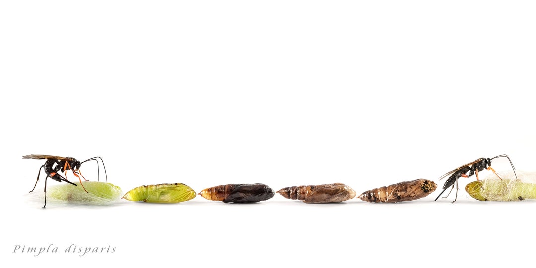 Pimpla Disparis Ovipositing - Poster - Etsy
