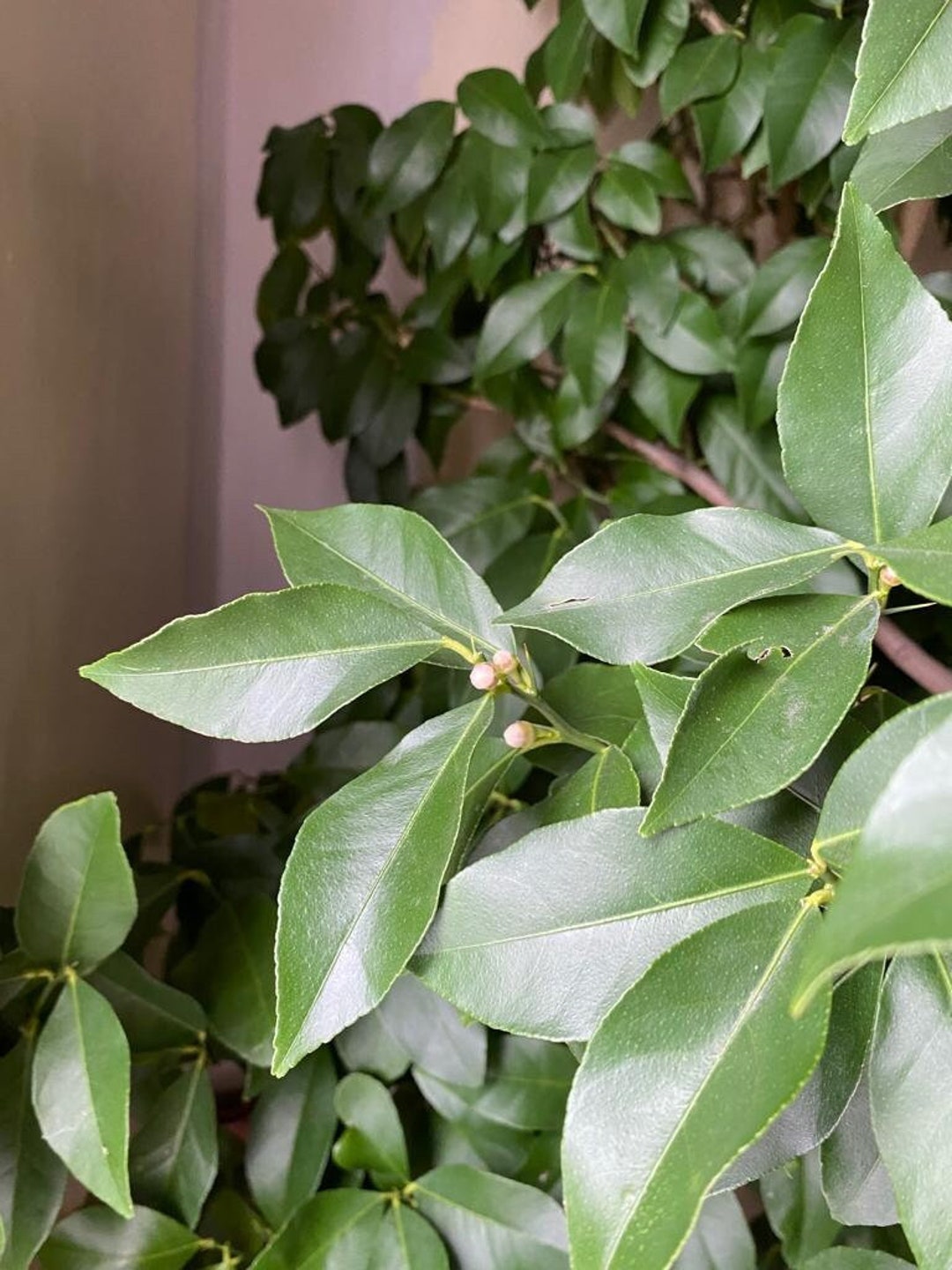 Fresh and Dried Organic Lemon Leaves - Etsy