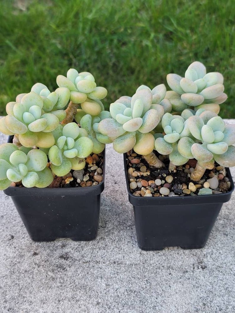 Graptosedum Miul Cluster Korean Imported Succulent / 洛神群 - Etsy