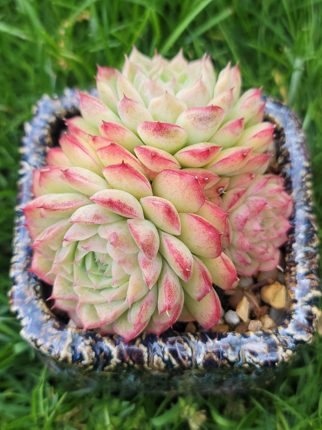 Echeveria Cream Rose Korean Imported Succulent 桃熏女王 - Etsy