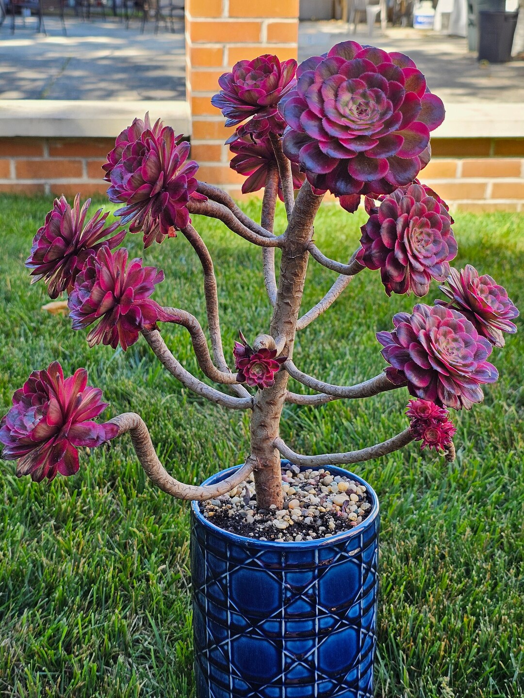 Aeonium Moon Chan Cluster 月婵法师 - Etsy