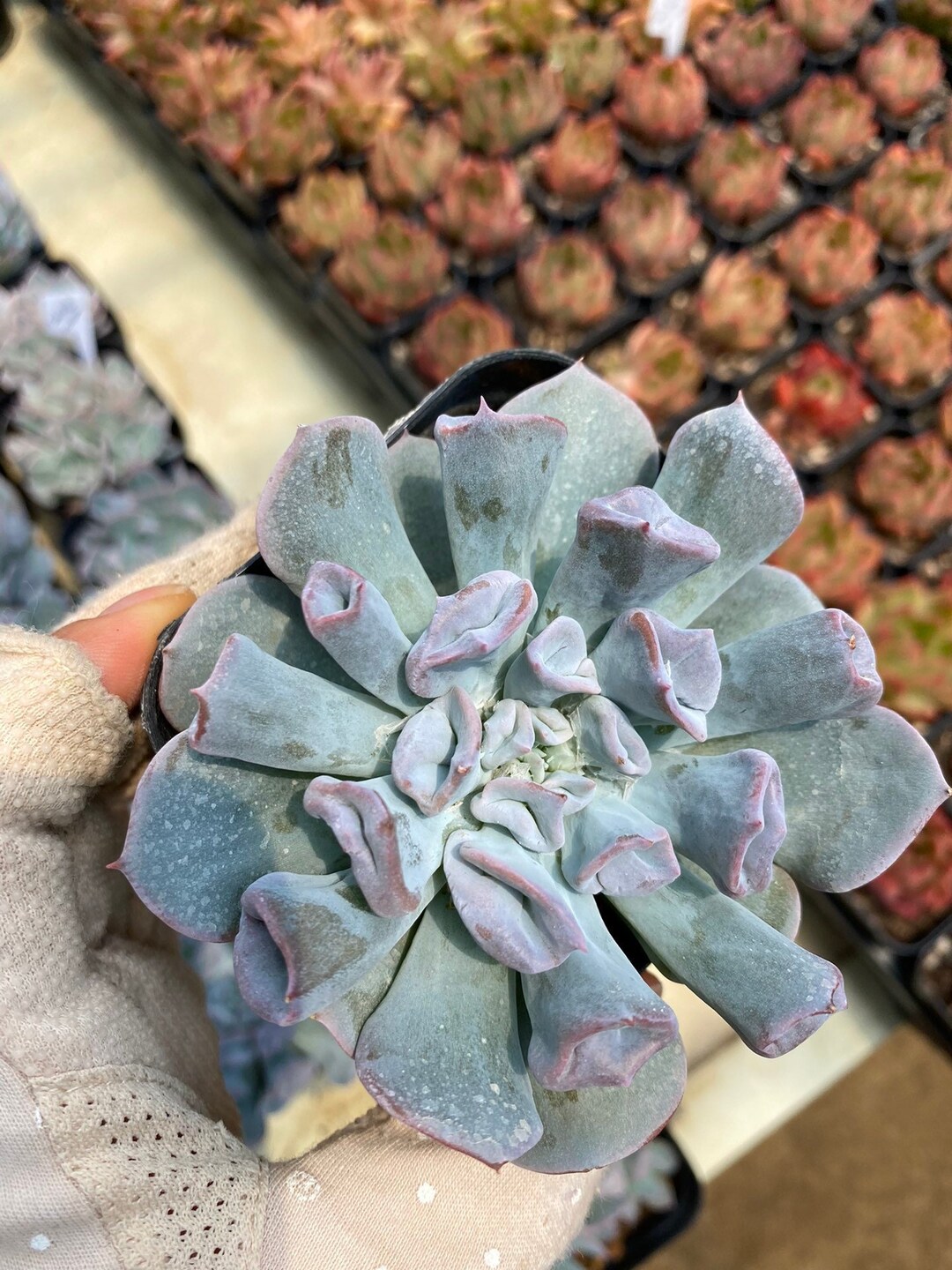 Echeveria Pink Trumpet pig Nose Korean Succulent / 猪鼻仔 - Etsy