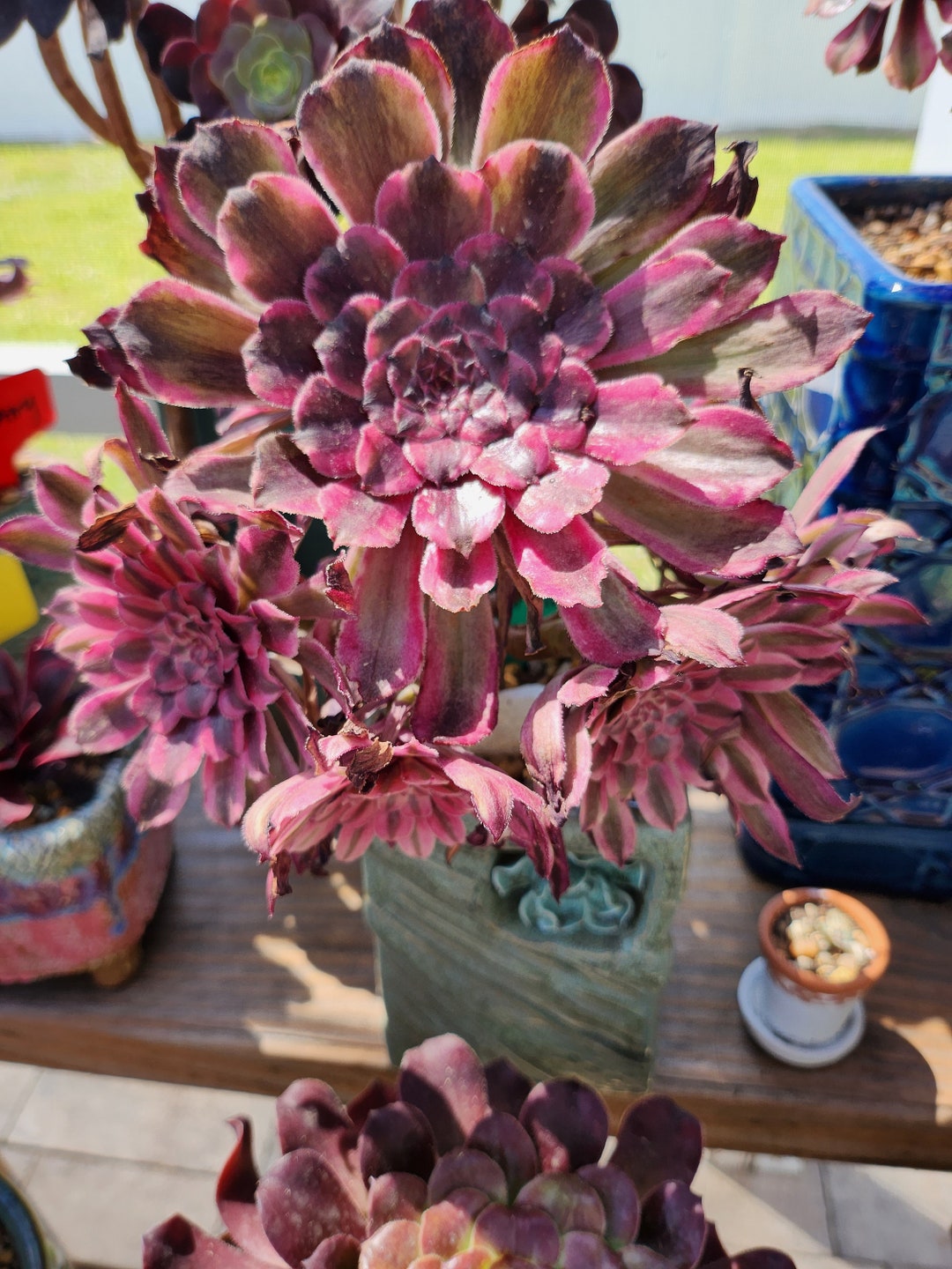 Aeonium Ink Fairy Aeonium, Korean Imported. - Etsy